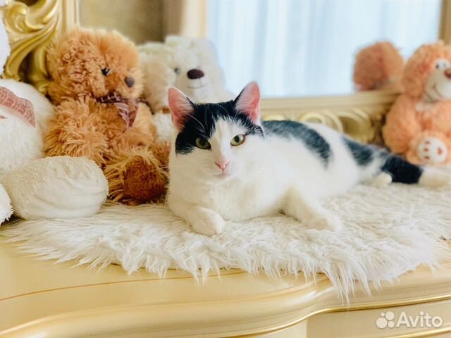 Мега ласковая Киса ищет дом