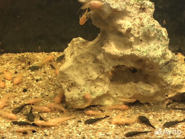 Анциструс обыкновенный (Ancistrus Dolichopterus)