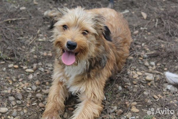 Ищет дом маленькая собачка Чапа