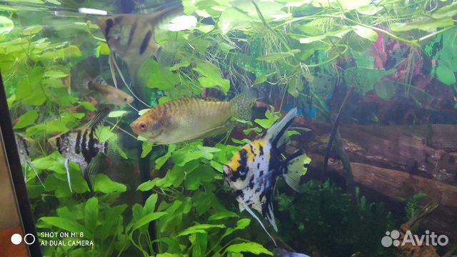 Продам Парочку Гурамми и 3шт Скалярии