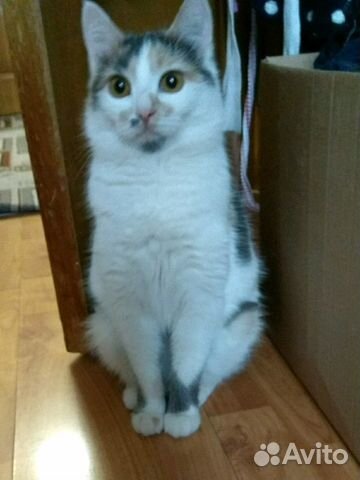 Кошечка Ефросинья