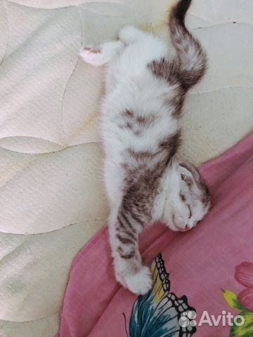 Малышка ищет хозяев