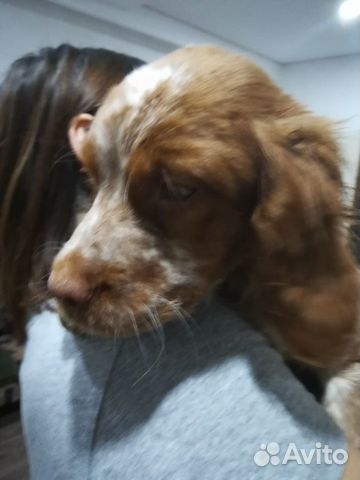 Продаются щенки бретонского эпаньеля