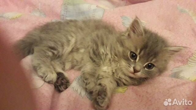 Британские котодетки