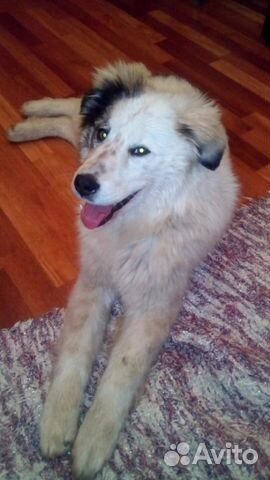 Стефани (Стеша), 6 мес., в дар в добрые руки