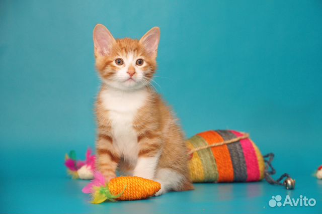 Персей чистокровный короткошёрстный котик