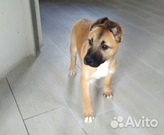 Щенок, девочка, 3.5мес
