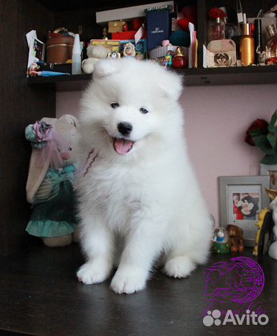 Щенки самоеда питомник Лунный Ветер