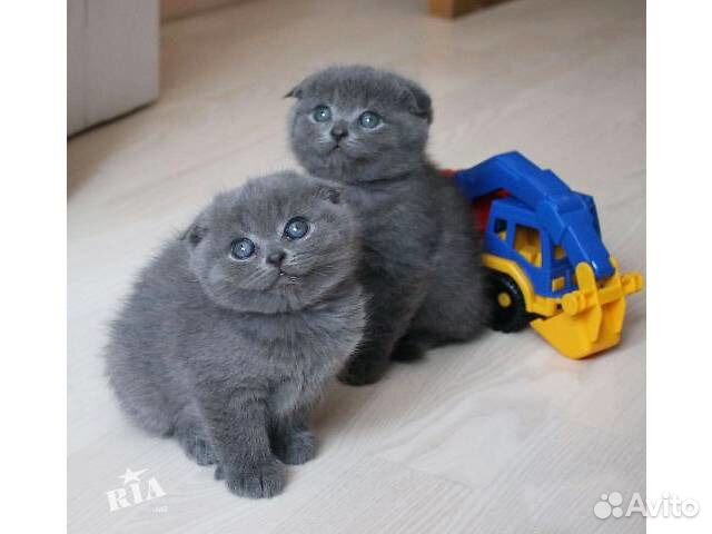 Очаровательные британчики