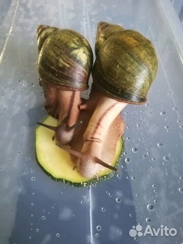 Распродают коллекцию улиток