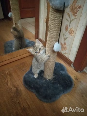 Милый игривый котенок