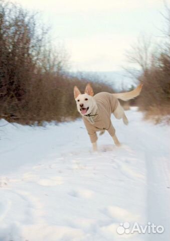 Красотка Нэнси ищет дом