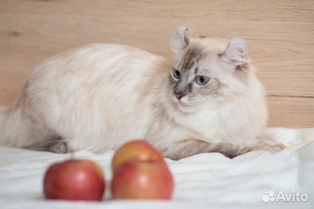 Девочка Американский Керл