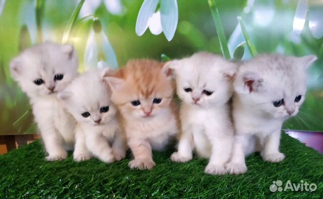Британские котята бронь