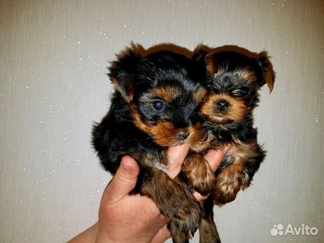 Йоркширский терьер