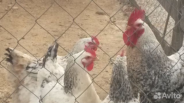 Инкубационное яйцо "Мастер Грей"