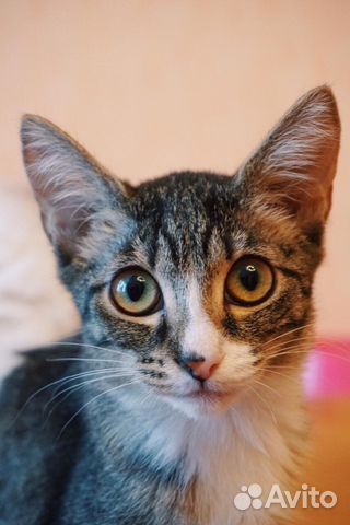 Котенок Даша (серая, полосатая)