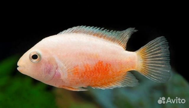 Продам рыбок. Цихлиды только 2