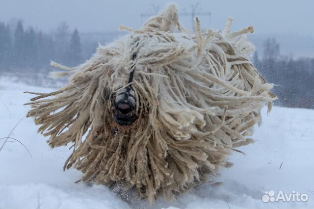 Комондора щенков продаю