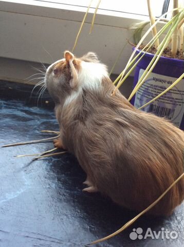 Морская свинка