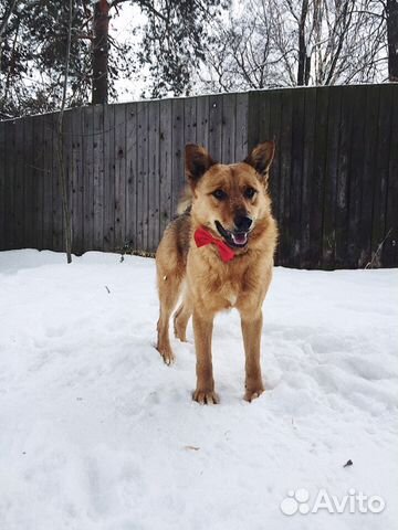 Песик в добрые руки