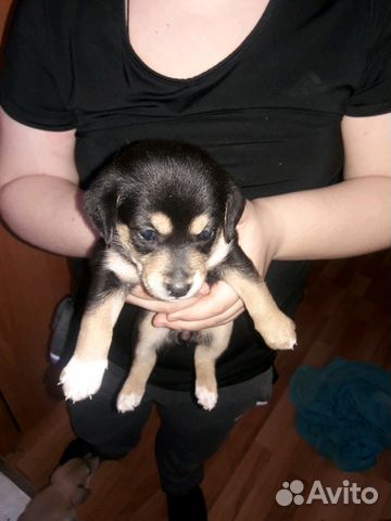 Отдам щенка