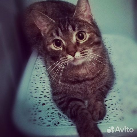 Кошечка Василиса в дар