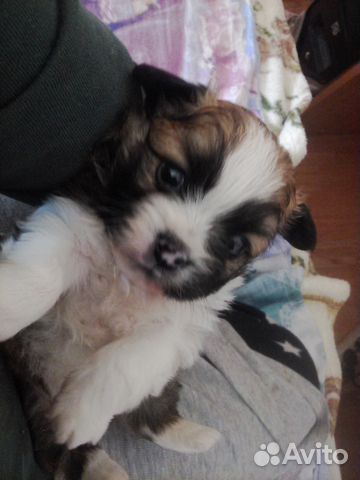 Отдам в заботливые руки