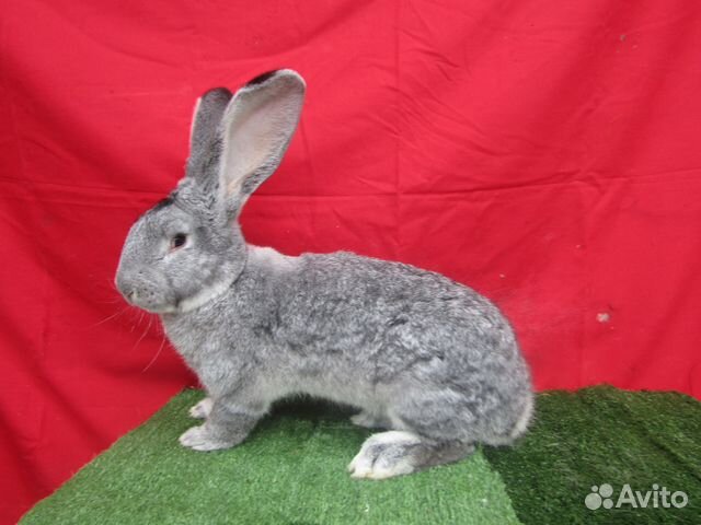 Бельгийский великан (Ризен, Обр, Фландр)