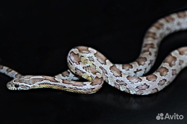 Змея маисовый полоз