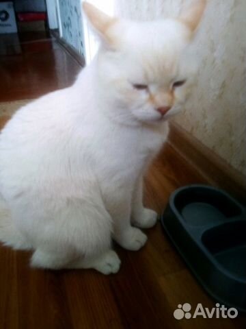 Отдам молодого кота даром