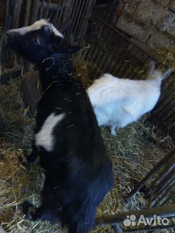 Продаю козлят