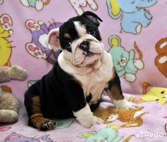 Милая толстушка