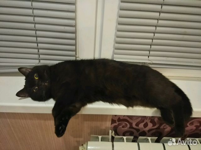 Отдам кошку в добрые руки