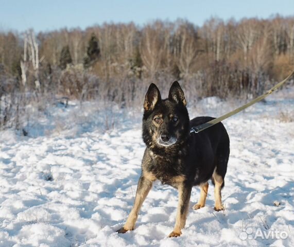 Восточноевропейская овчарка