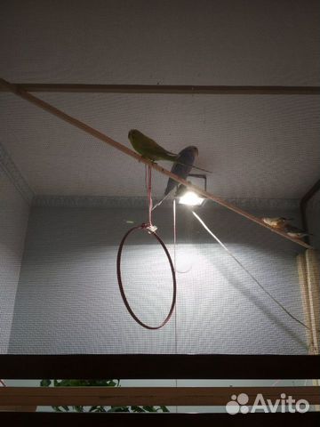 Продам попугаев и амадинов