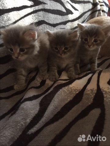 Котики