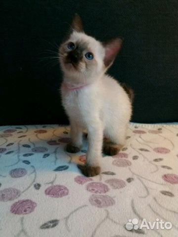 Чистокровные котята породы меконгский бобтейл