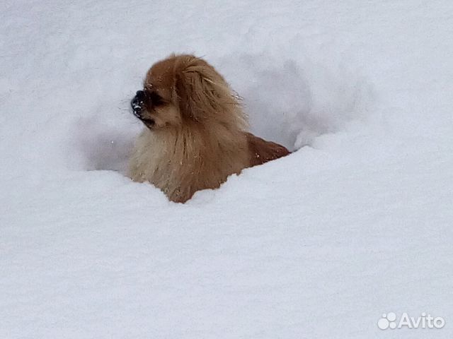 Пекинес для вязки 3 года
