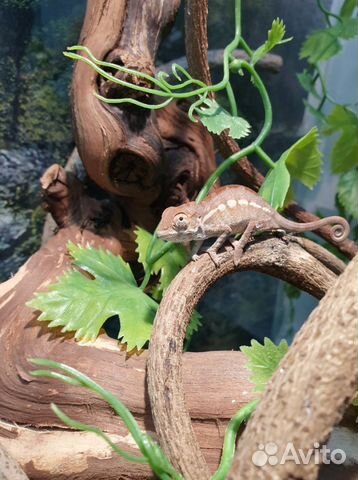 Пантеровый хамелеон