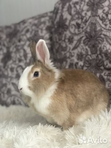 Кролик декоративный
