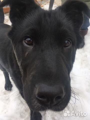 Щенок для охраны