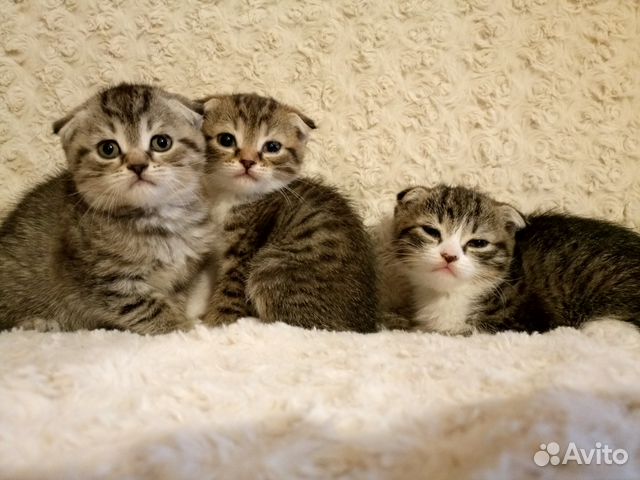 Необыкновенная кошечка