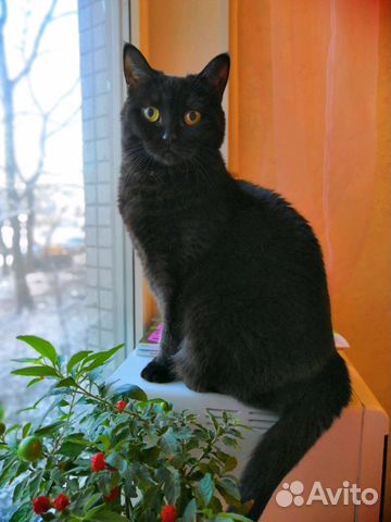 Кошка Британец шоколадного окраса