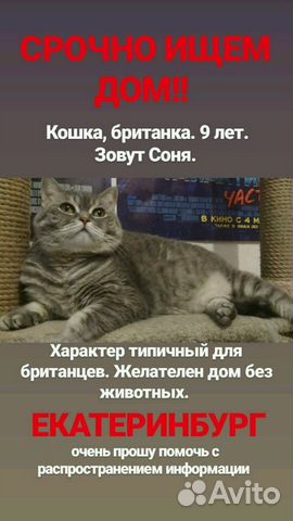 Британец ищет дом