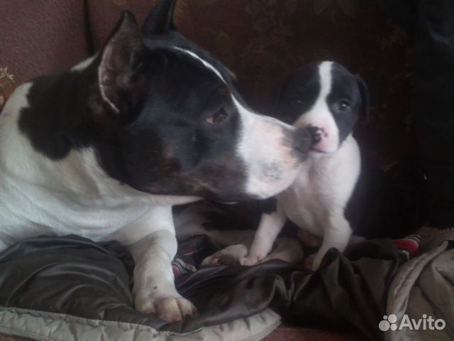 Пропала собака породы Пит буль на гэсе