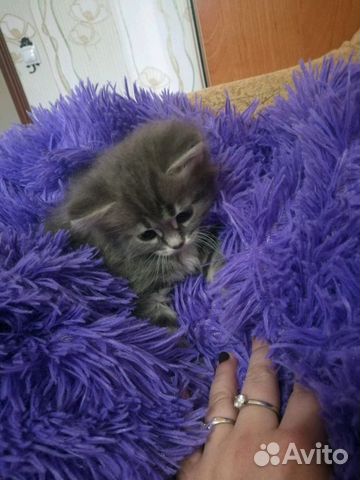 Котенок девочка (полуперс)