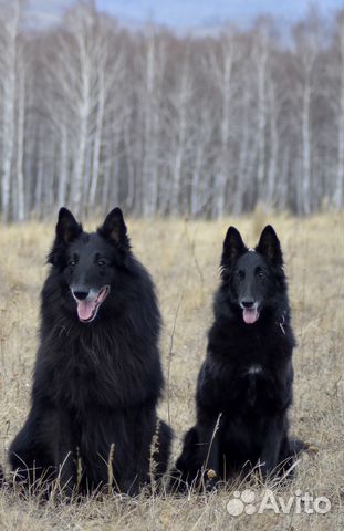 Бельгийская овчарка грюнендаль щенки