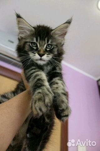 Мейн-кун котенок черный мрамор