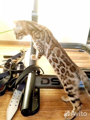 Бенгальские котята - 3 месяца